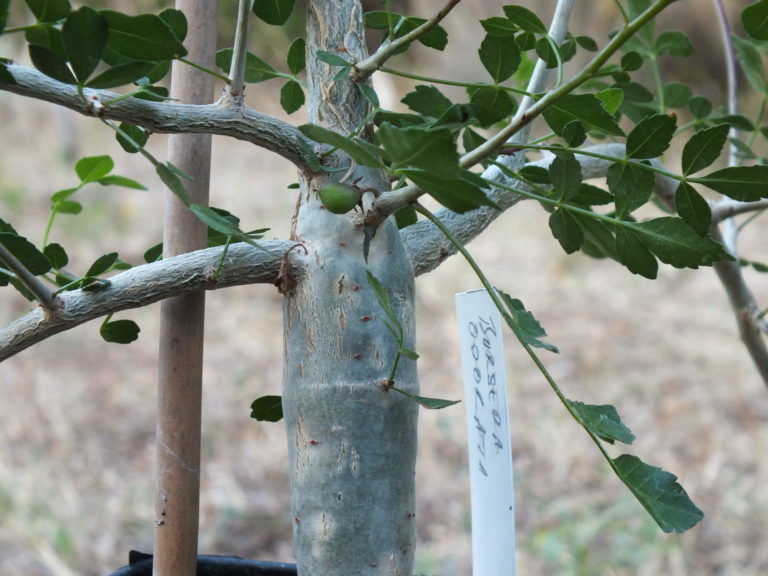 Bursera odorata (Burseraceae) - Gérard Weiner - Plantes de terrains secs