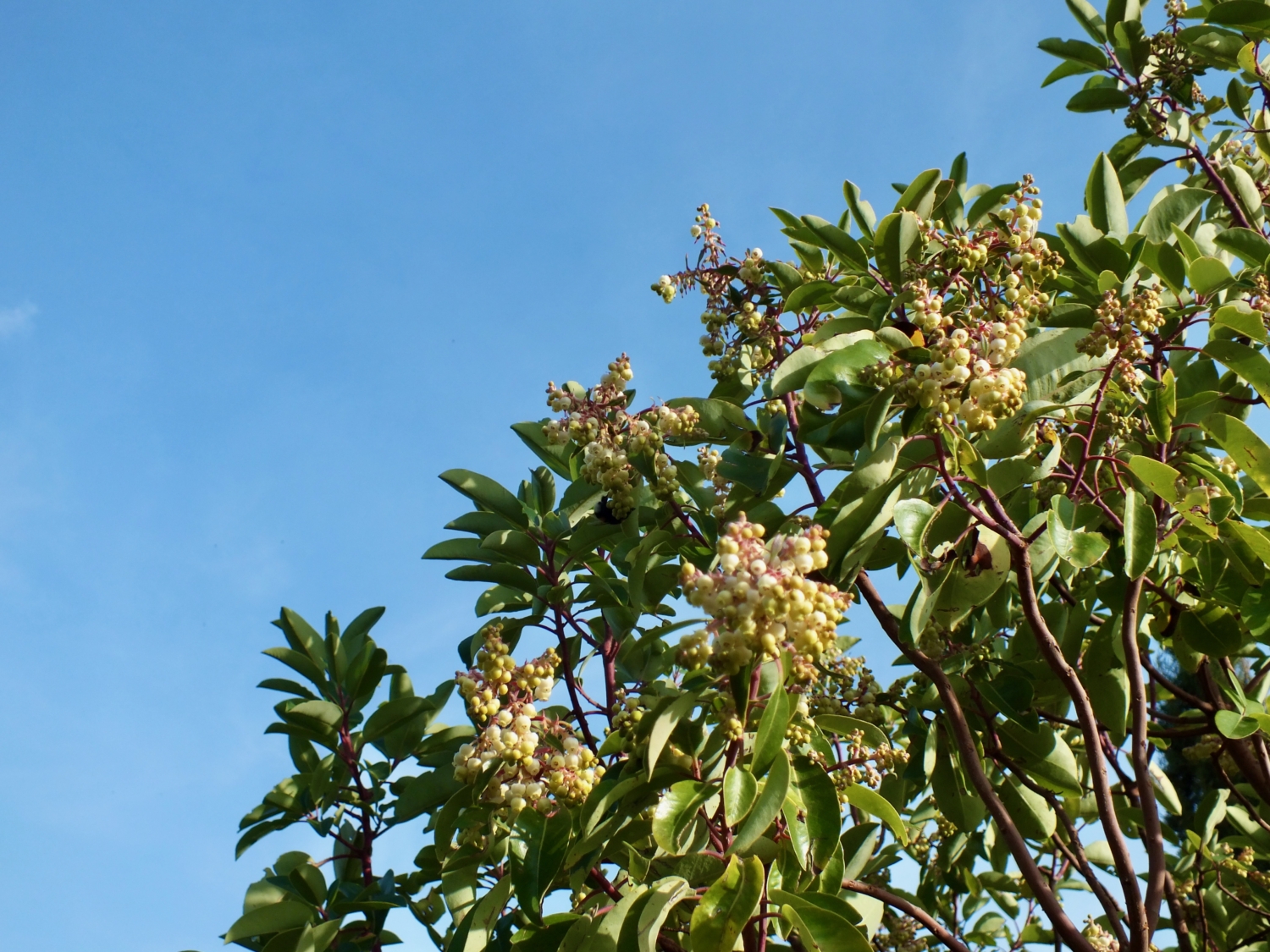 Accueil - Gérard Weiner - Plantes de terrains secs