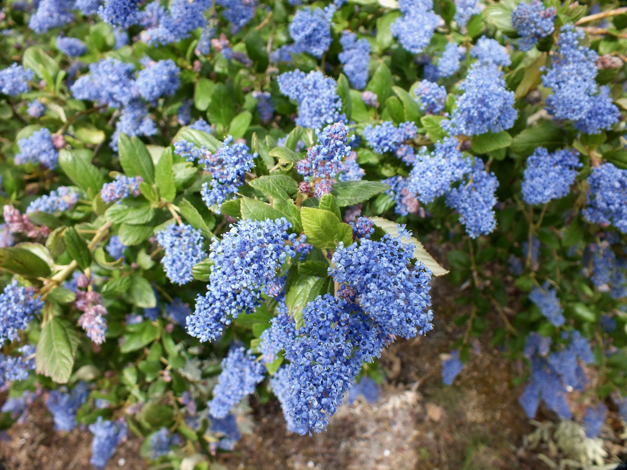 Accueil - Gérard Weiner - Plantes de terrains secs