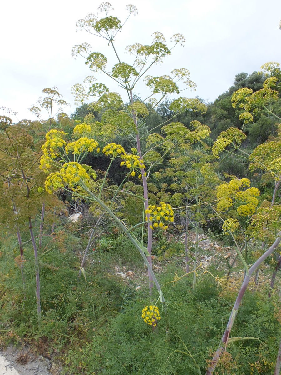 Ferulago sp (Apiaceae) - Gérard Weiner - Plantes de terrains secs