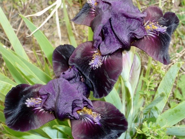 Iris 'Demon' - Gérard Weiner - Plantes de terrains secs