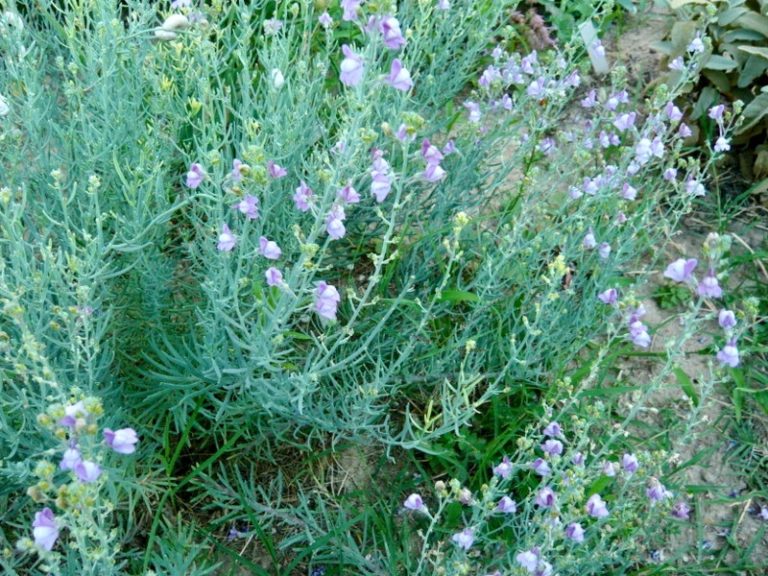 Linaria capraria (Plantaginaceae) - Gérard Weiner - Plantes de terrains ...