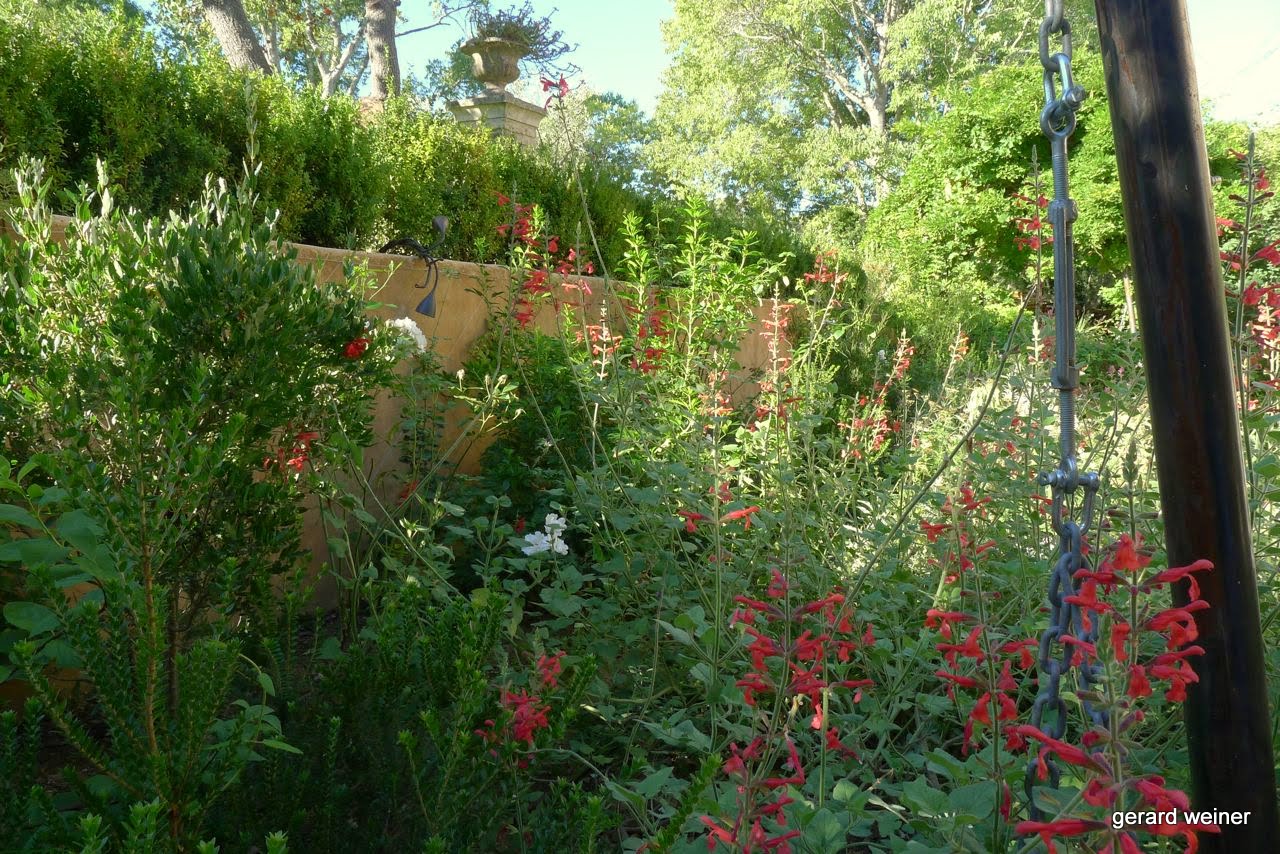Salvia darcyi - Gérard Weiner - Plantes de terrains secs