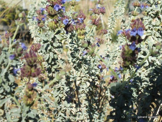 Salvia dorrii var.dorrii - Gérard Weiner - Plantes de terrains secs