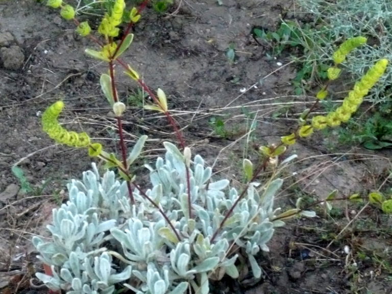 Sideritis cypria - Gérard Weiner - Plantes de terrains secs