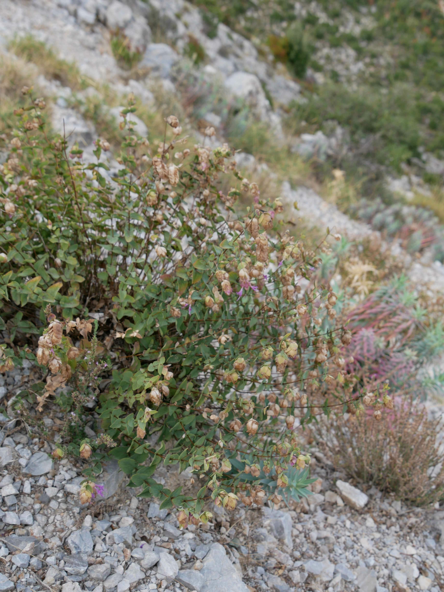 Origanum scabrum - Gérard Weiner - Plantes de terrains secs