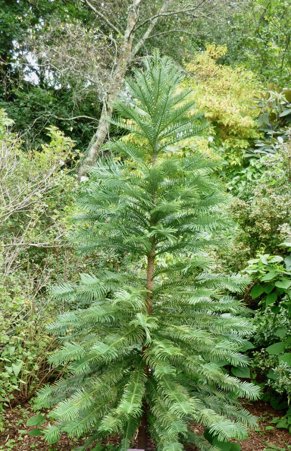 Wollemia nobilis (Araucariaceae) - Gérard Weiner - Plantes de terrains secs