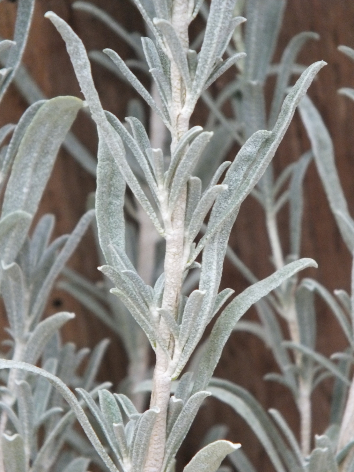 Atriplex corrugata - Gérard Weiner - Plantes de terrains secs