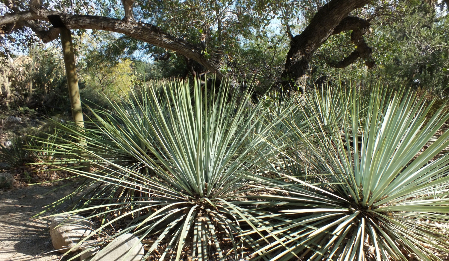 Yucca whipplei - Gérard Weiner - Plantes de terrains secs